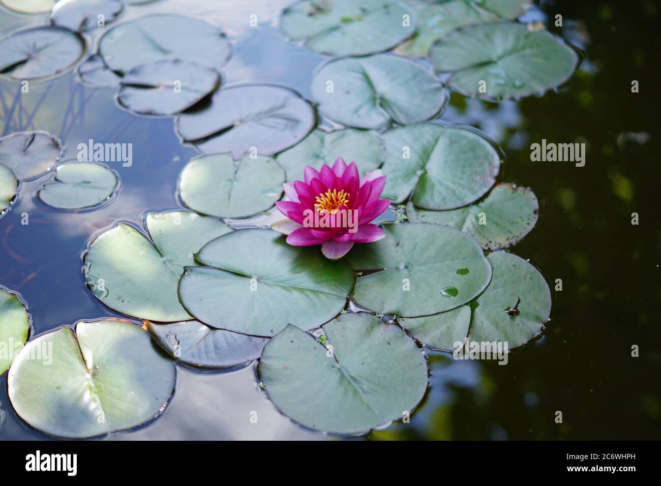 beautiful pink water lily floating on water surface Stock Photo - Alamy