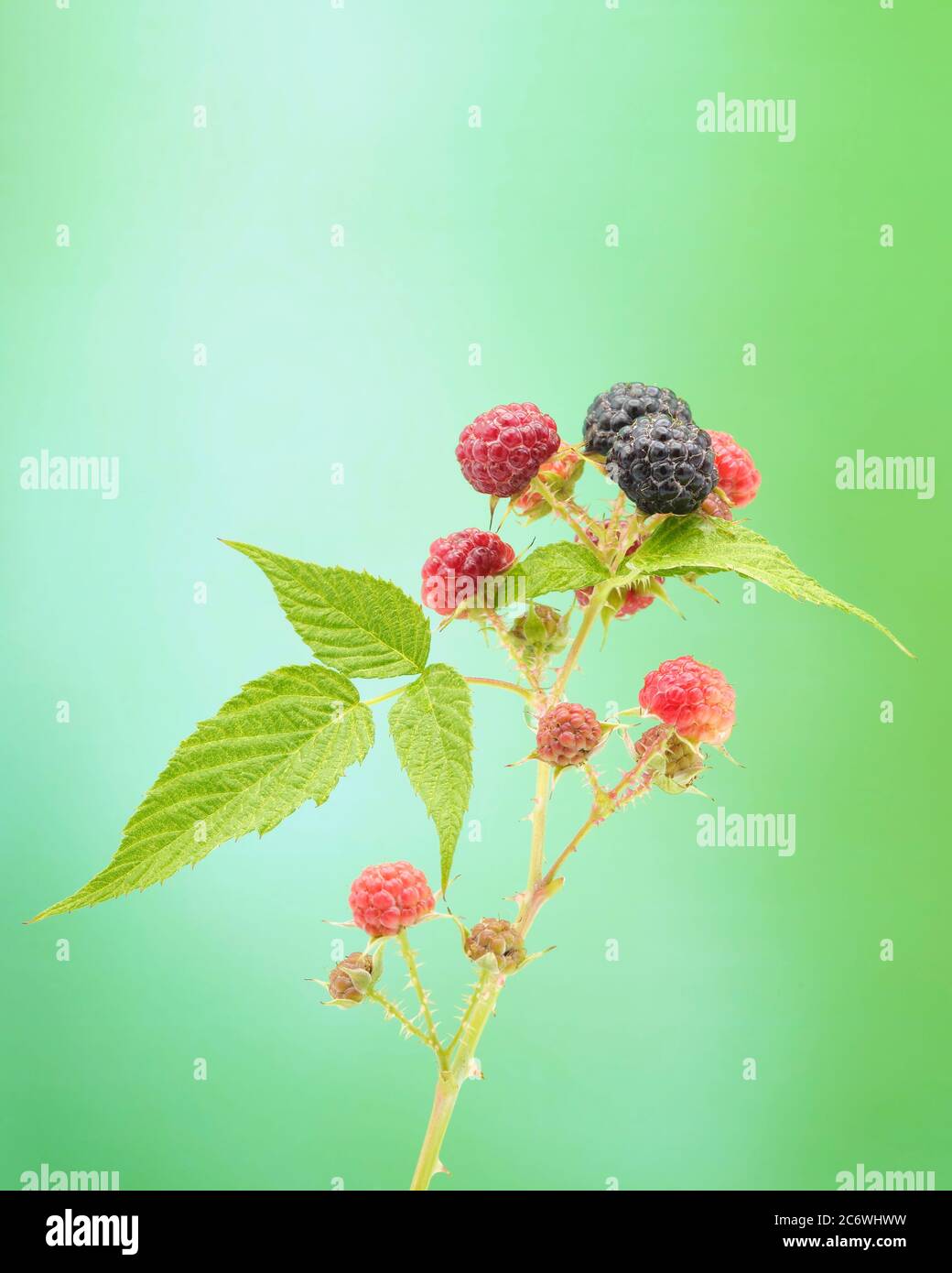 Fresh black raspberries photographed against a defocussed green ...