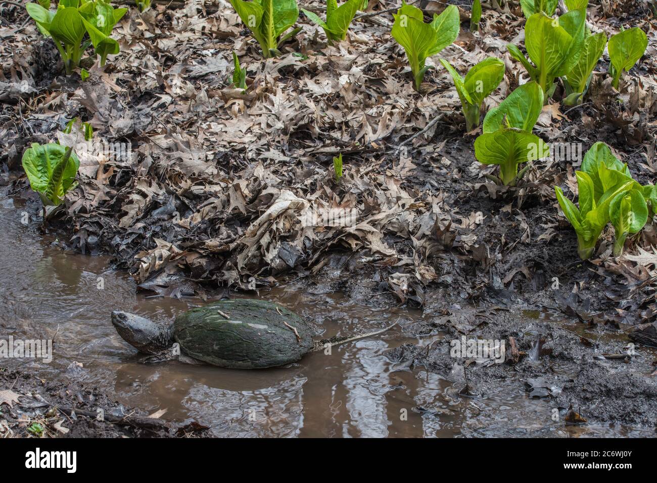 Snapping turtle beak hi-res stock photography and images - Alamy