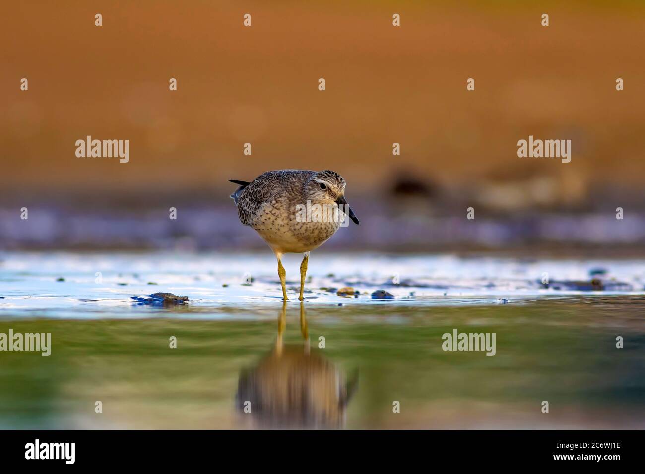 Cute water bird. Yellow nature background. Bird: Red Knot. Calidris ...