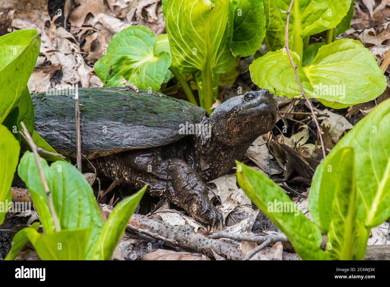 Common Snapping turtle (Chelydra serpentina) & E. Skunk Cabbage ...