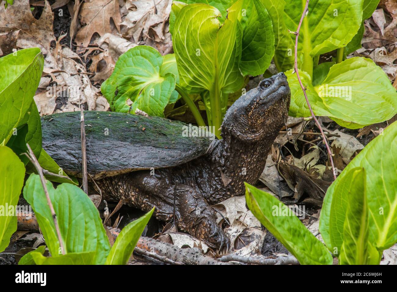Common Snapping turtle (Chelydra serpentina) & E. Skunk Cabbage ...