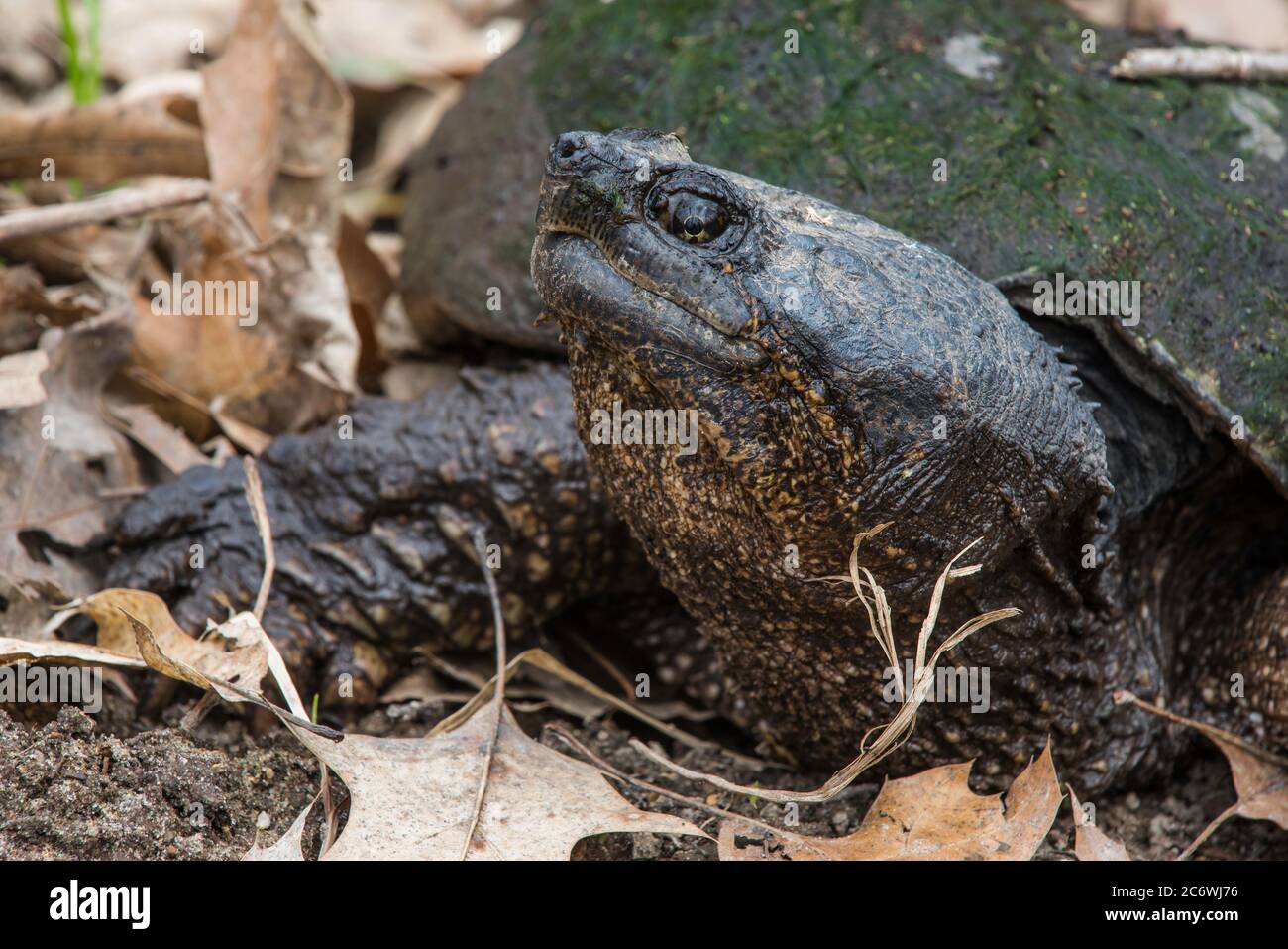 Common Snapping turtle (Chelydra serpentina), E USA, by Bruce Montagne ...