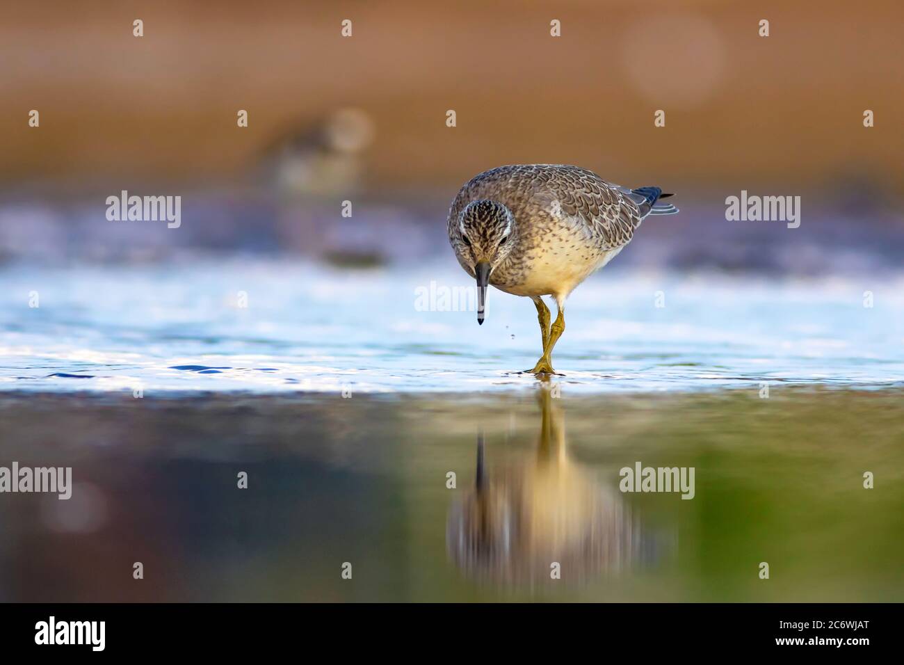 Cute water bird. Yellow nature background. Bird: Red Knot. Calidris ...