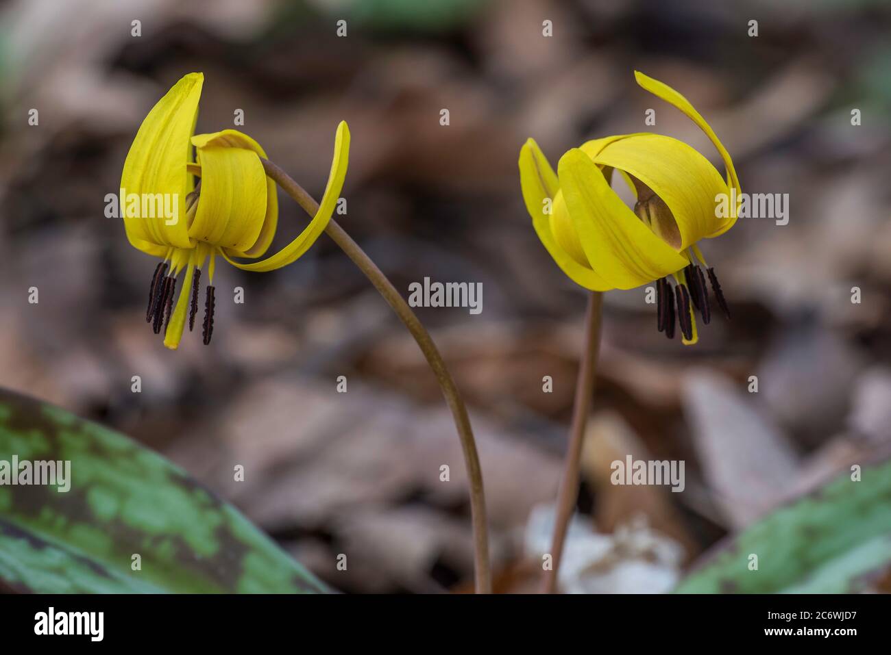 Yellow spring wildflowers hi-res stock photography and images - Alamy