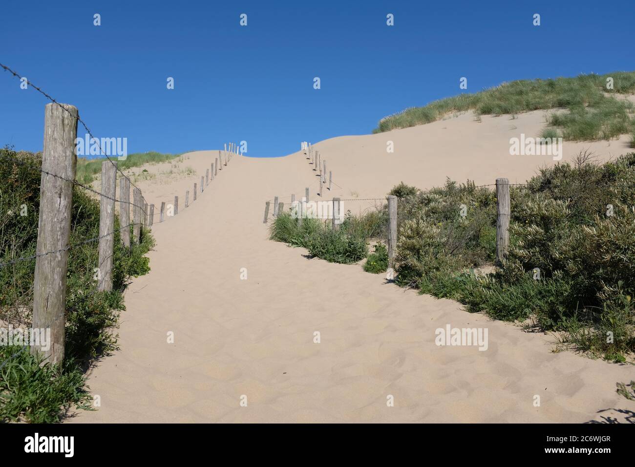 Dune stabilisation plants hi-res stock photography and images - Alamy
