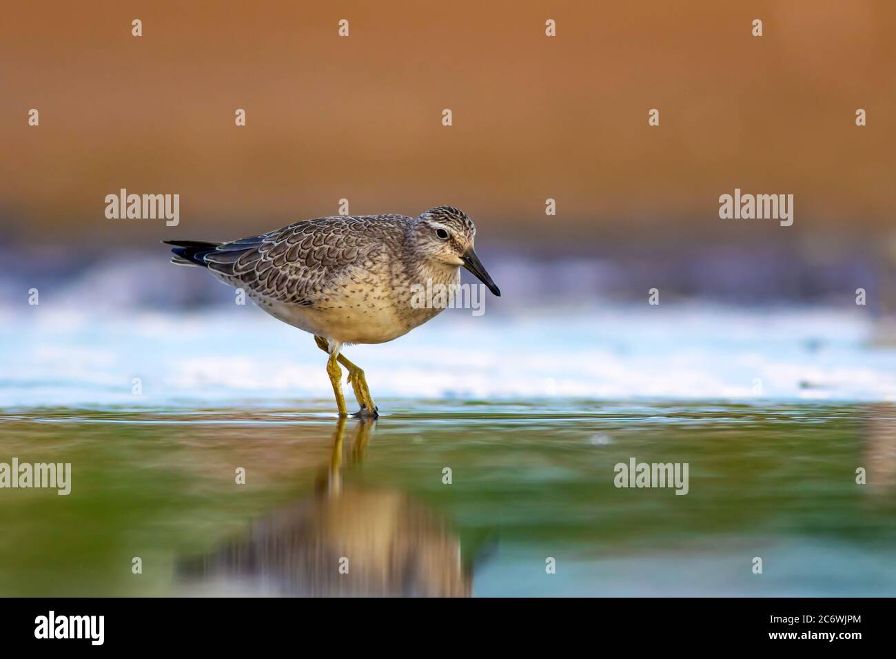 Cute water bird. Yellow nature background. Bird: Red Knot. Calidris ...