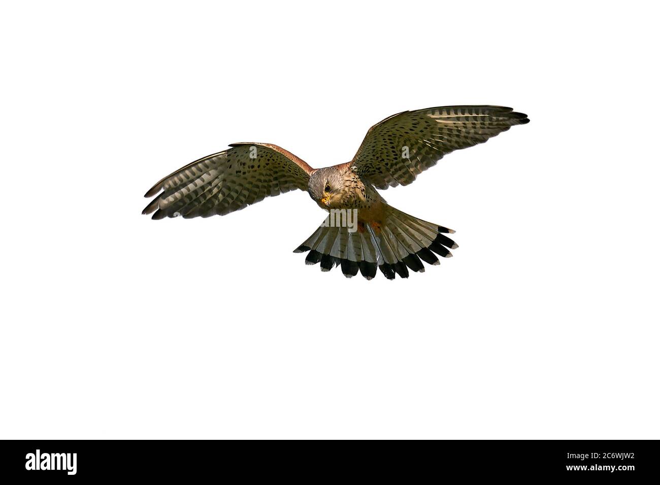 Common kestrel in flight isolated on a white backgound Stock Photo - Alamy
