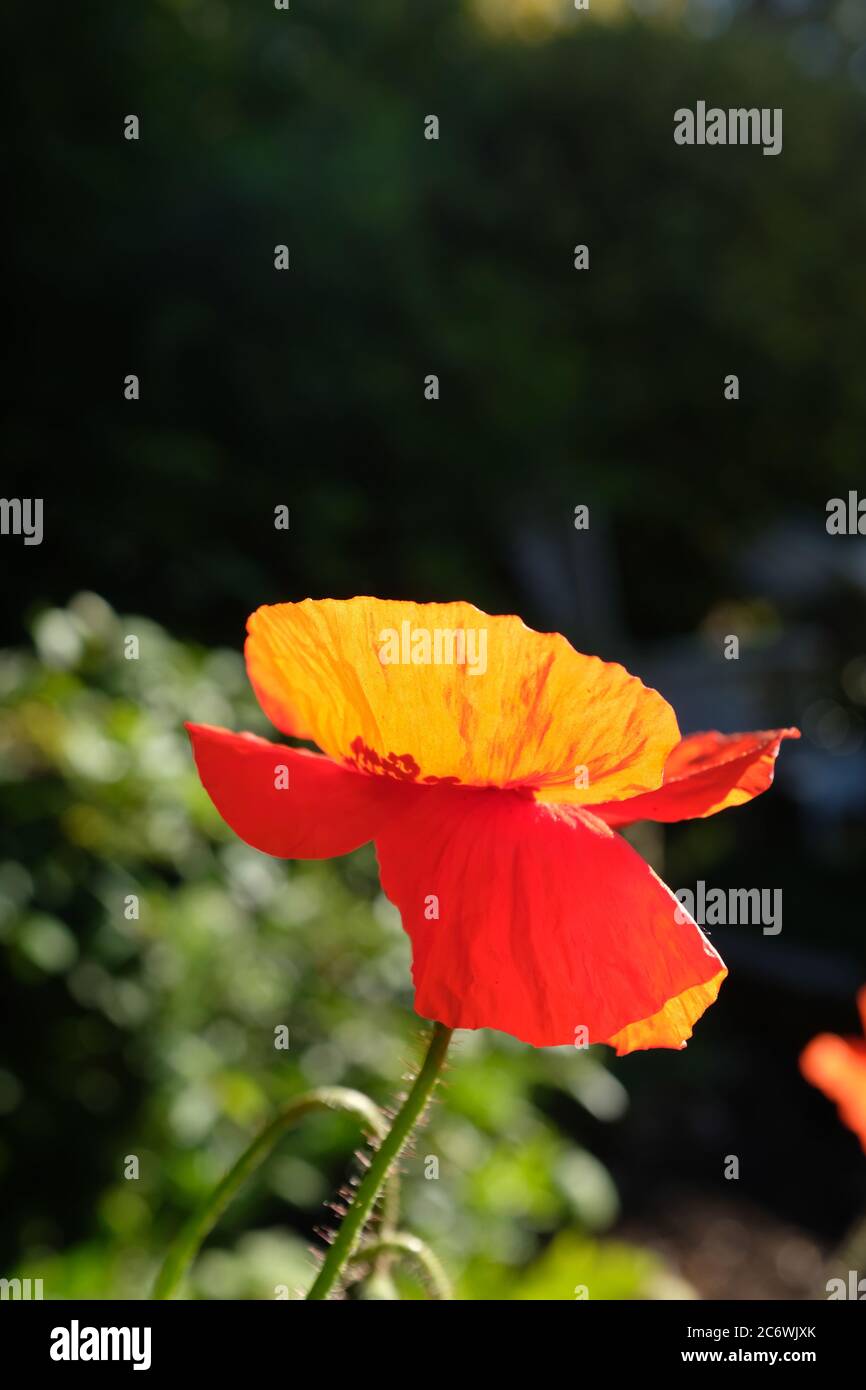 Poppy leaves hi-res stock photography and images - Alamy