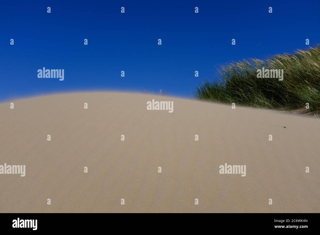 Dune stabilisation planting hi-res stock photography and images - Alamy