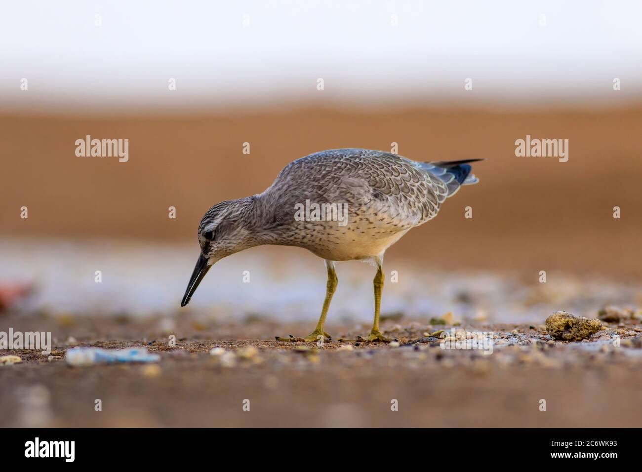 Cute water bird. Yellow nature background. Bird: Red Knot. Calidris ...