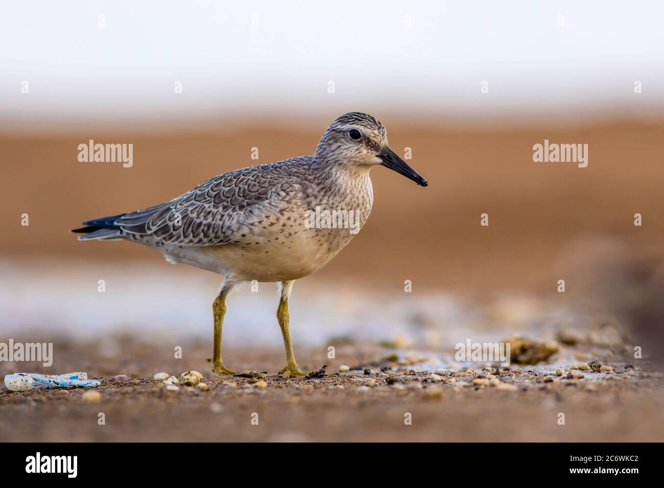 Cute water bird. Yellow nature background. Bird: Red Knot. Calidris ...