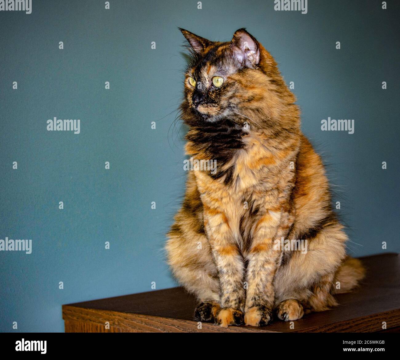 Cat Money Pet High Resolution Stock Photography and Images - Alamy