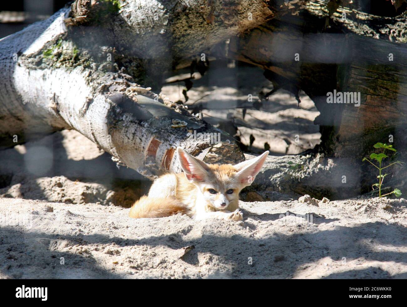 A small desert fox fenech resting under the sun on a summer day Stock ...
