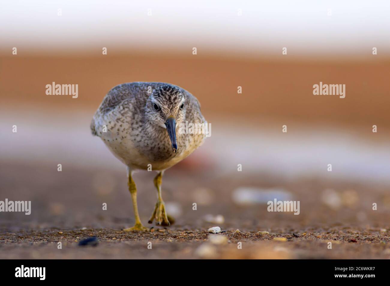 Cute water bird. Yellow nature background. Bird: Red Knot. Calidris ...