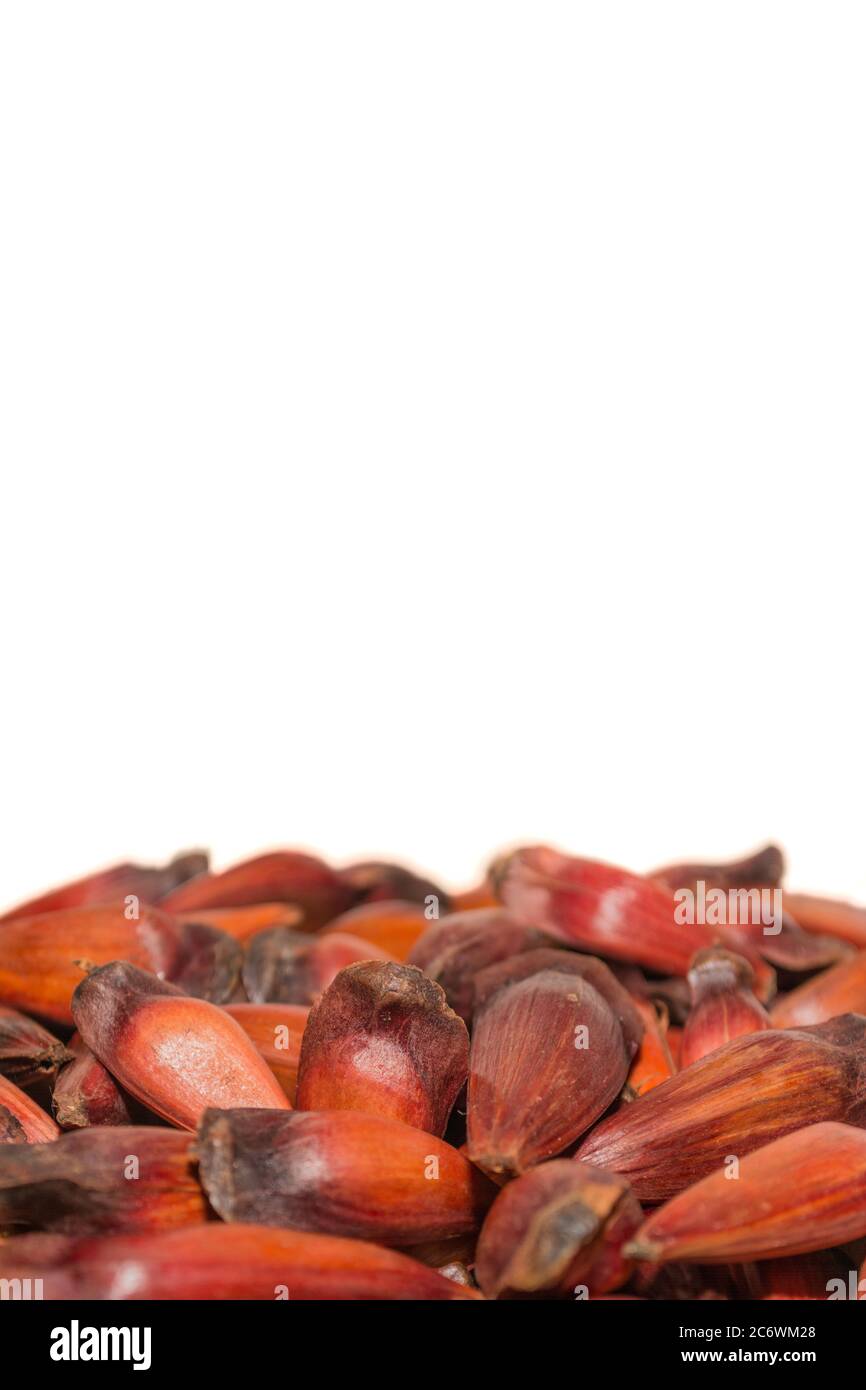 Portion of raw pinion fruit below with white background Stock Photo - Alamy