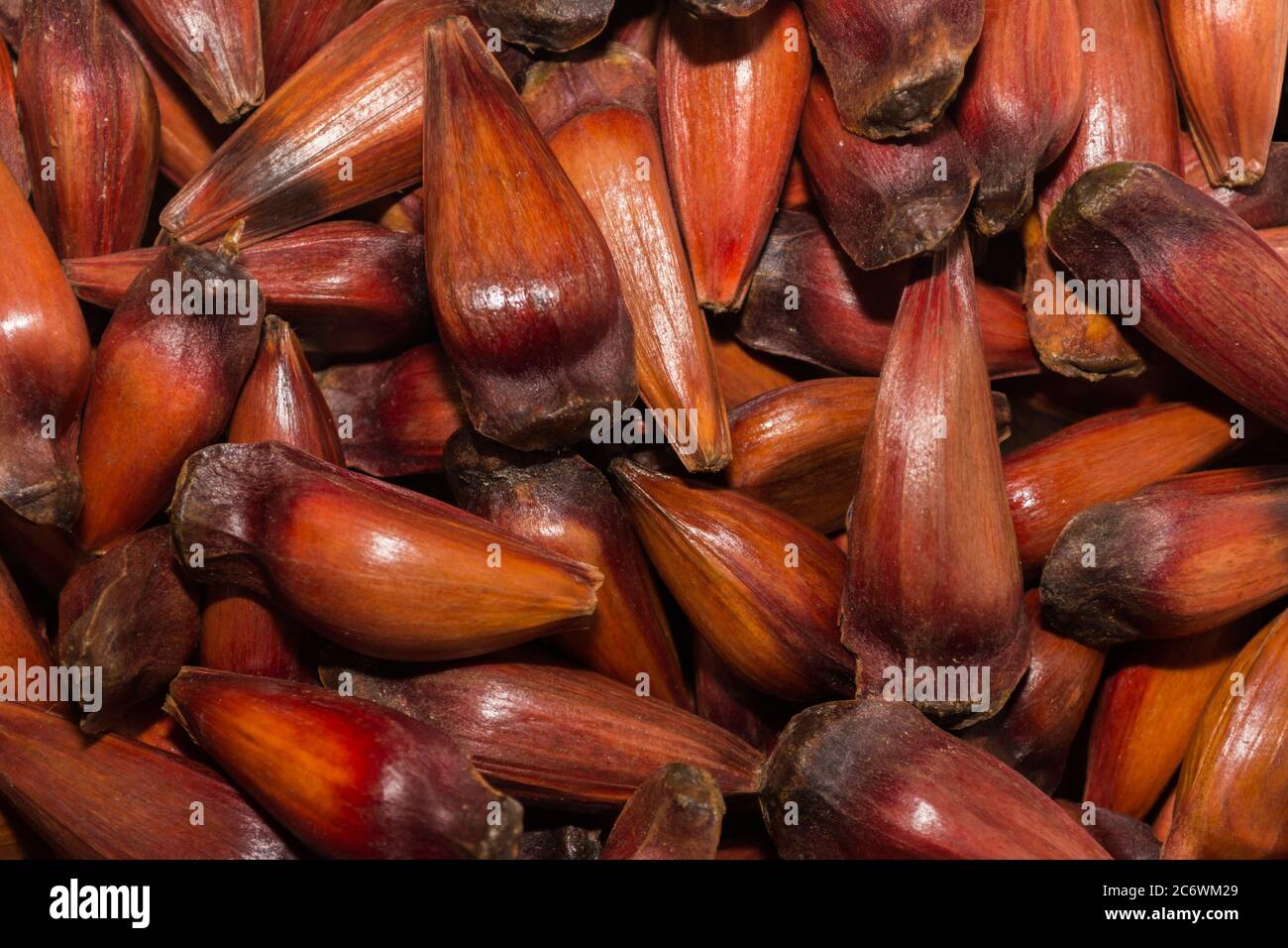Close-up of a large amount of raw brazilian pinion fruit Stock Photo ...