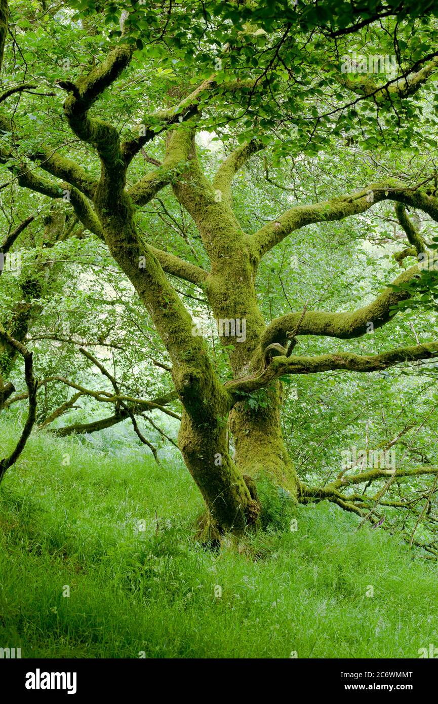 Tree formations, Nethercote, Exmoor, Somerset Stock Photo - Alamy