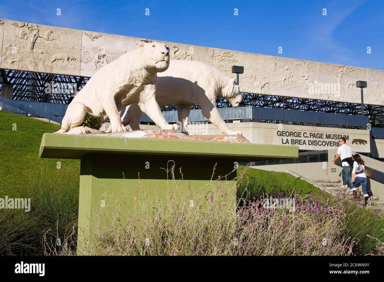 Saber-toothed Cats, George C. page Museum, Wilshire Boulevard, Los ...