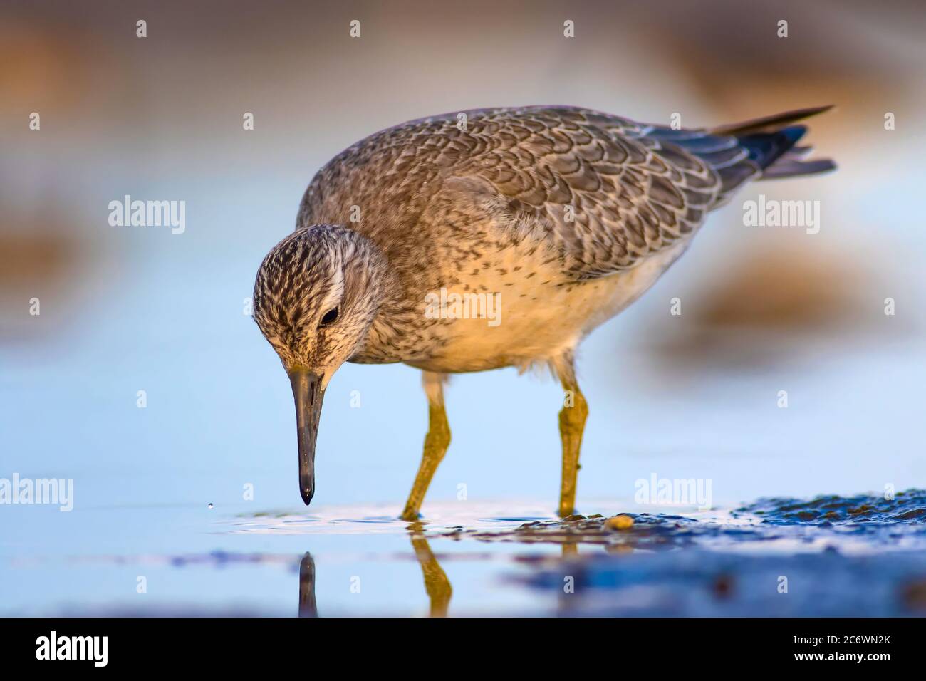 Cute water bird. Yellow nature background. Bird: Red Knot. Calidris ...