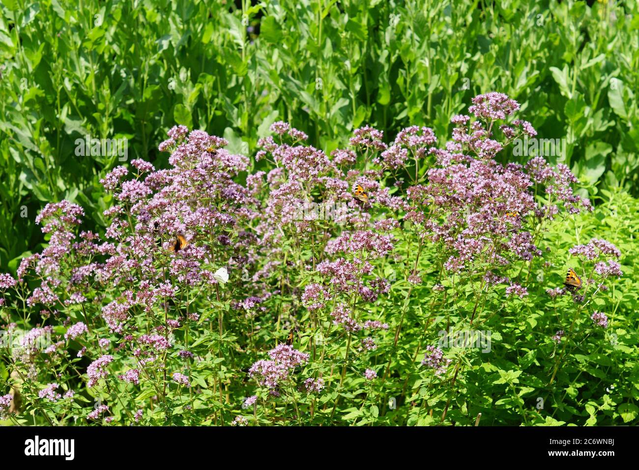 growing oregano in bloom. Herbs in the garden Stock Photo - Alamy