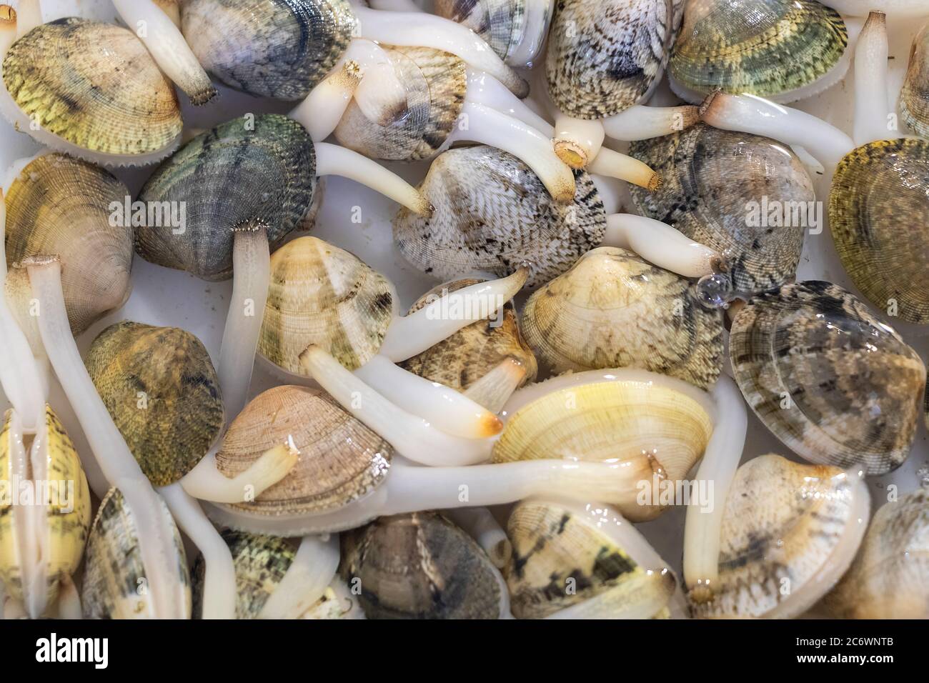 Ocean Clams