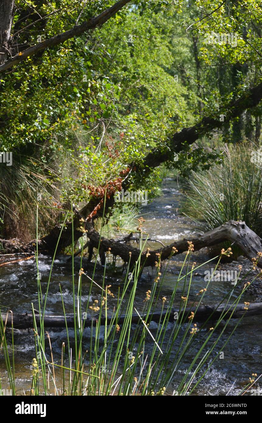 The Palancia river, an example of Mediterranean mountain river in ...