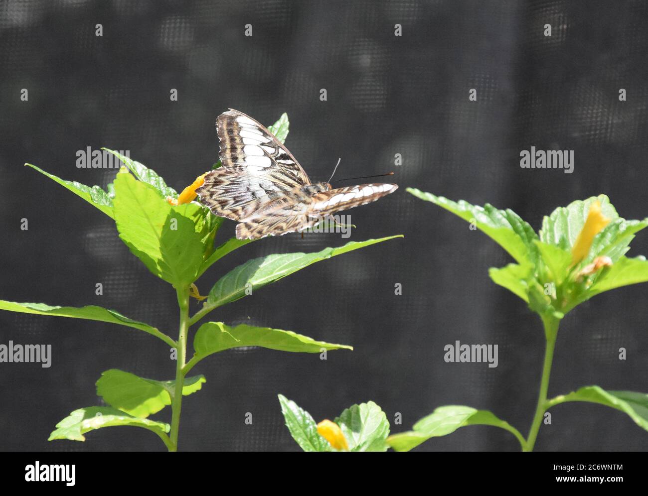 Butterfly flitting hi-res stock photography and images - Alamy