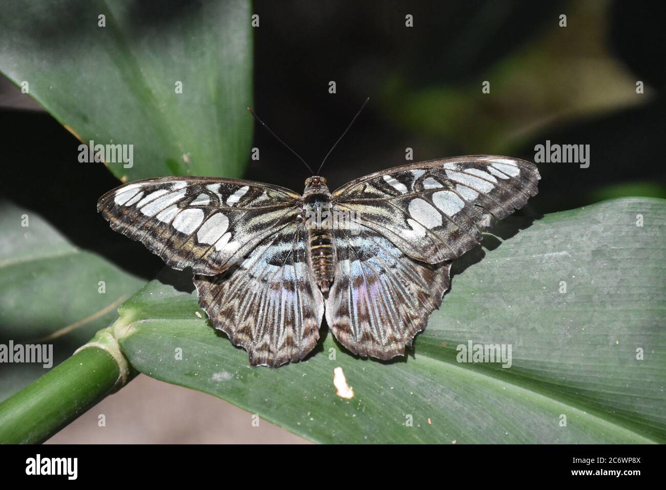 Fantastic up close look at a clipper butterfly in a garden Stock Photo ...