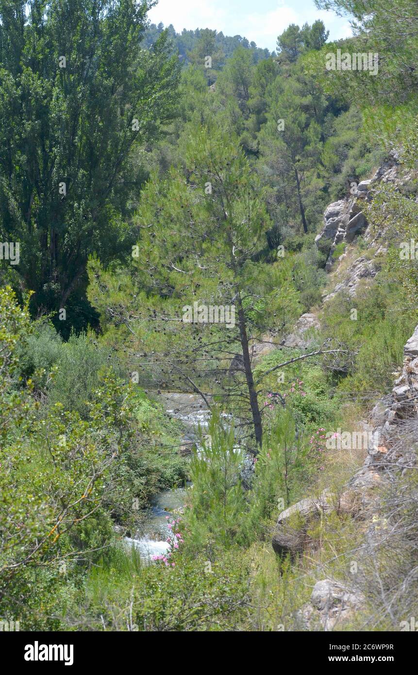 The Palancia river, an example of Mediterranean mountain river in ...