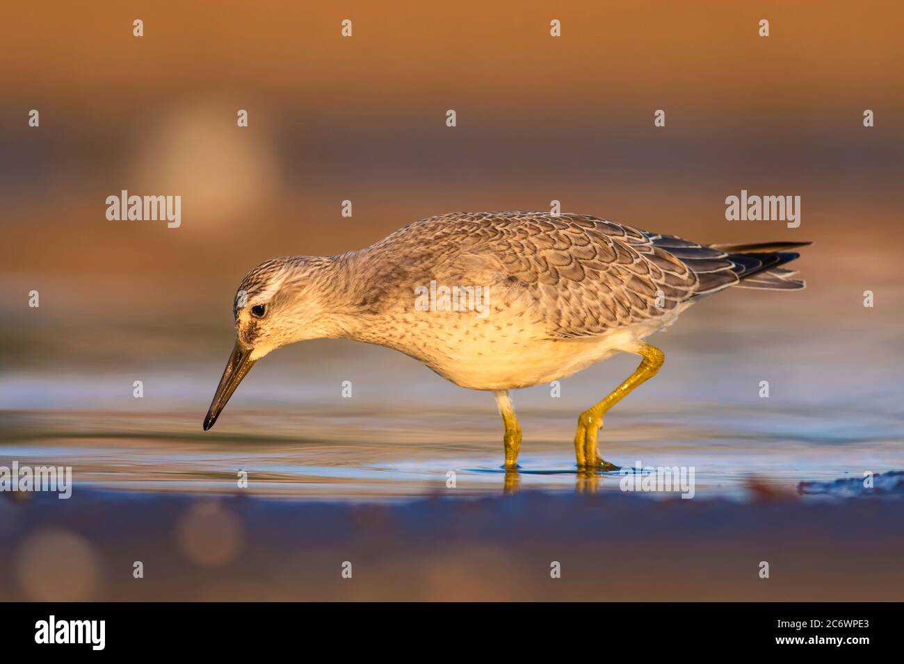 Cute water bird. Yellow nature background. Bird: Red Knot. Calidris ...