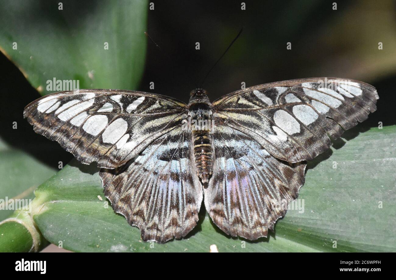 Beautiful up close look at a blue clipper butterfly Stock Photo - Alamy