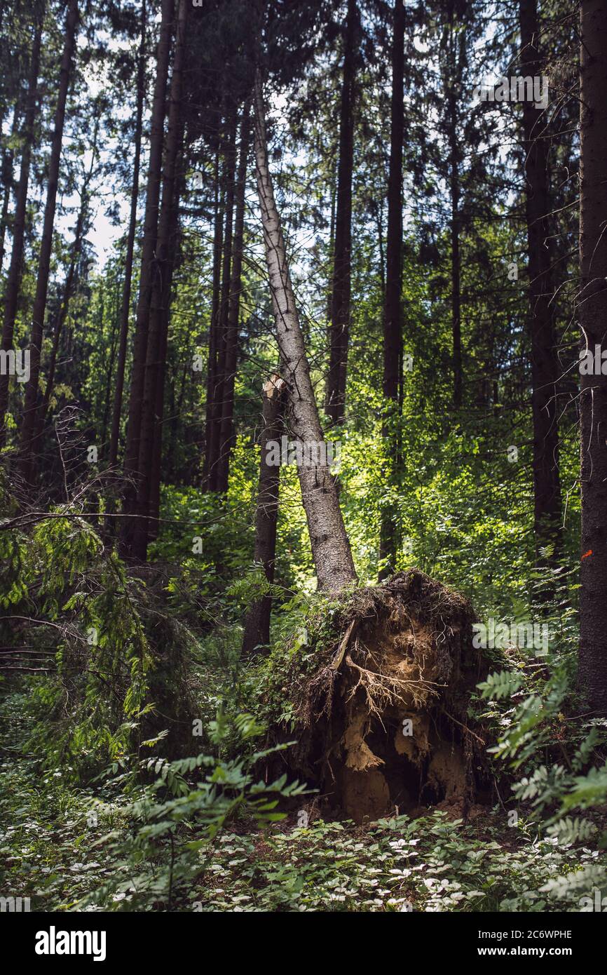 The tall pine tree leaned over and rested against a neighboring tree ...