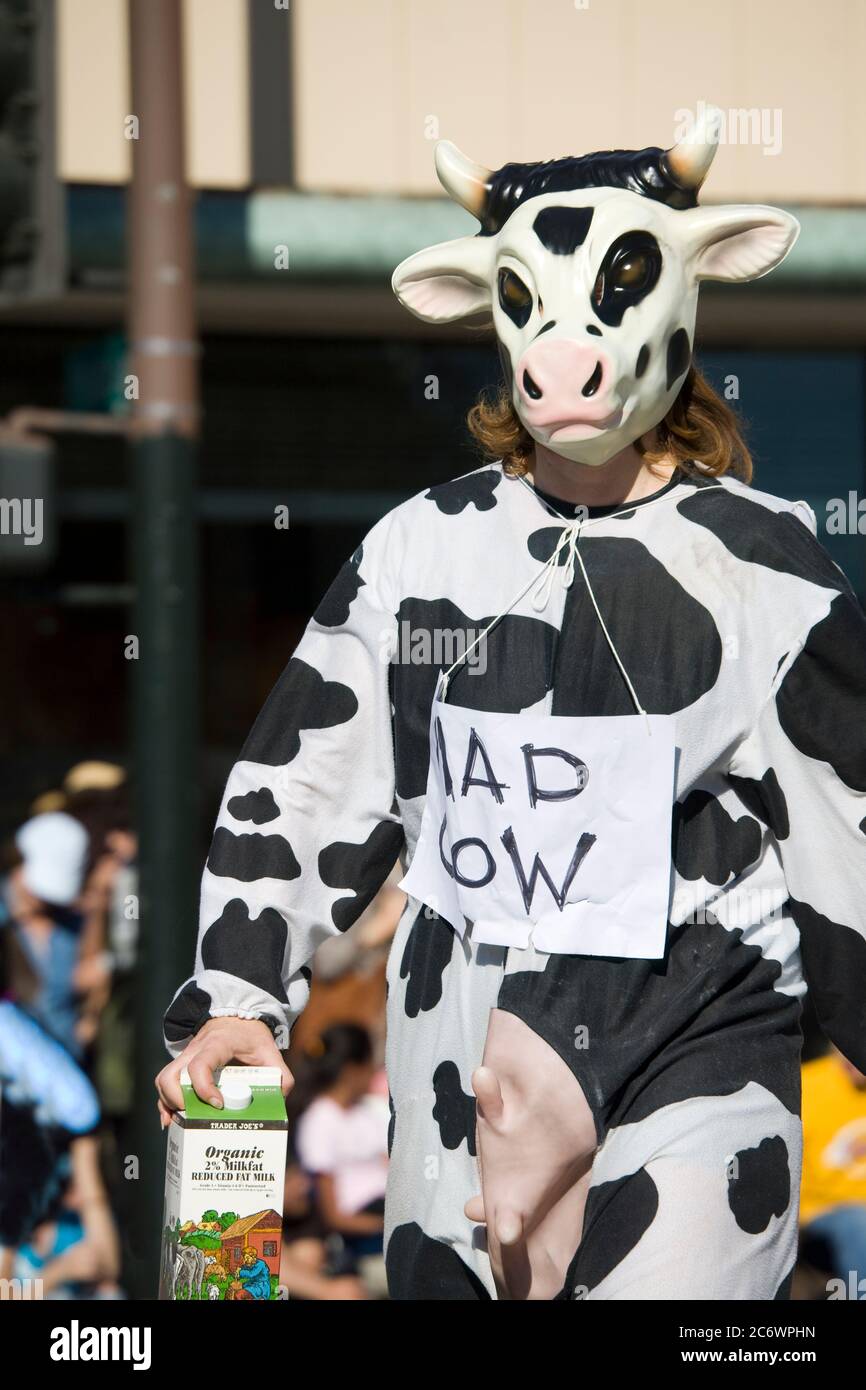 Mad Cow, Doo Dah Parade, Pasadena, Los Angeles, California, USA Stock ...