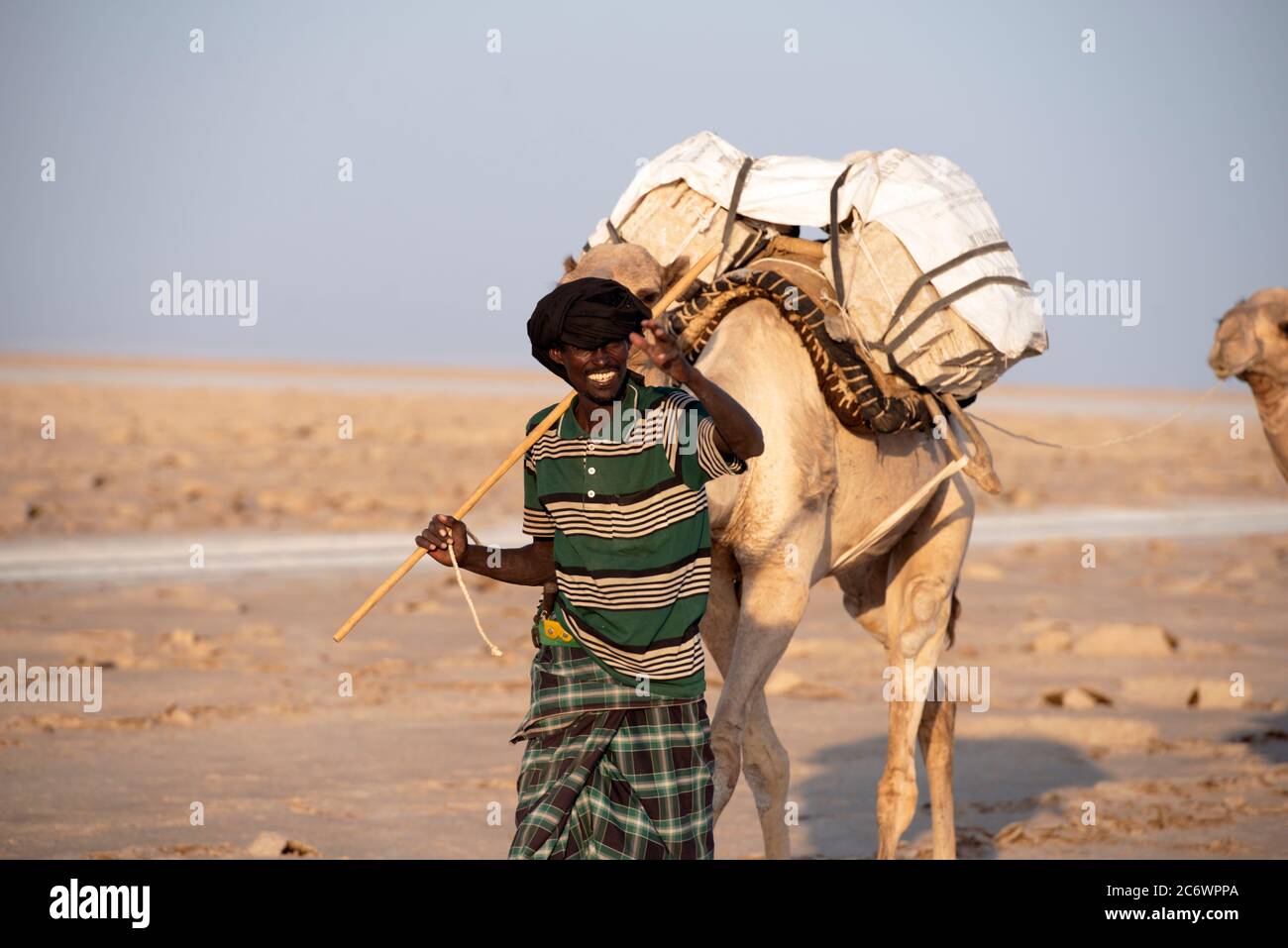 An Afar camel caravan treks through the sunset carrying salt in the ...