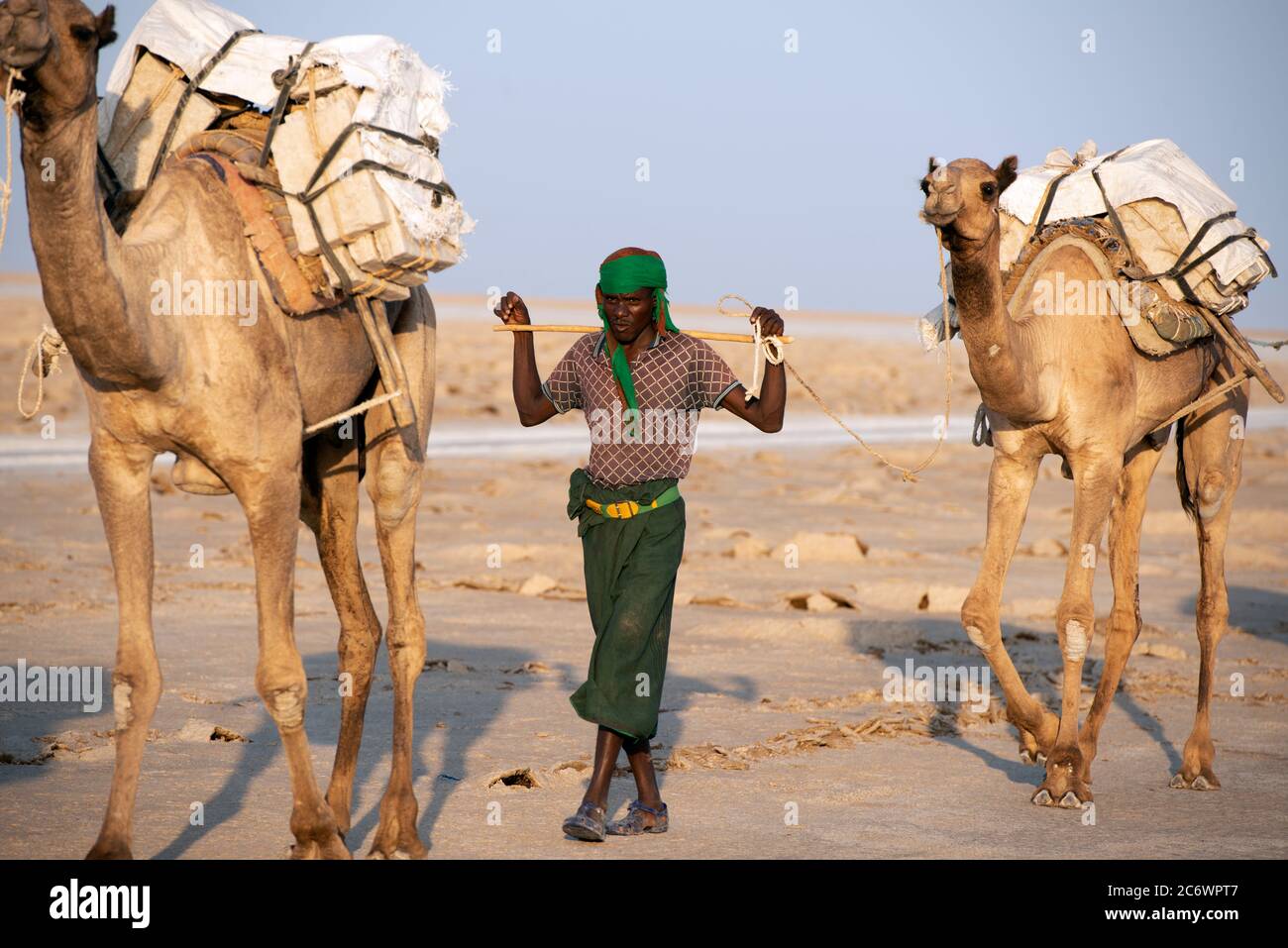 An Afar camel caravan treks through the sunset carrying salt in the ...