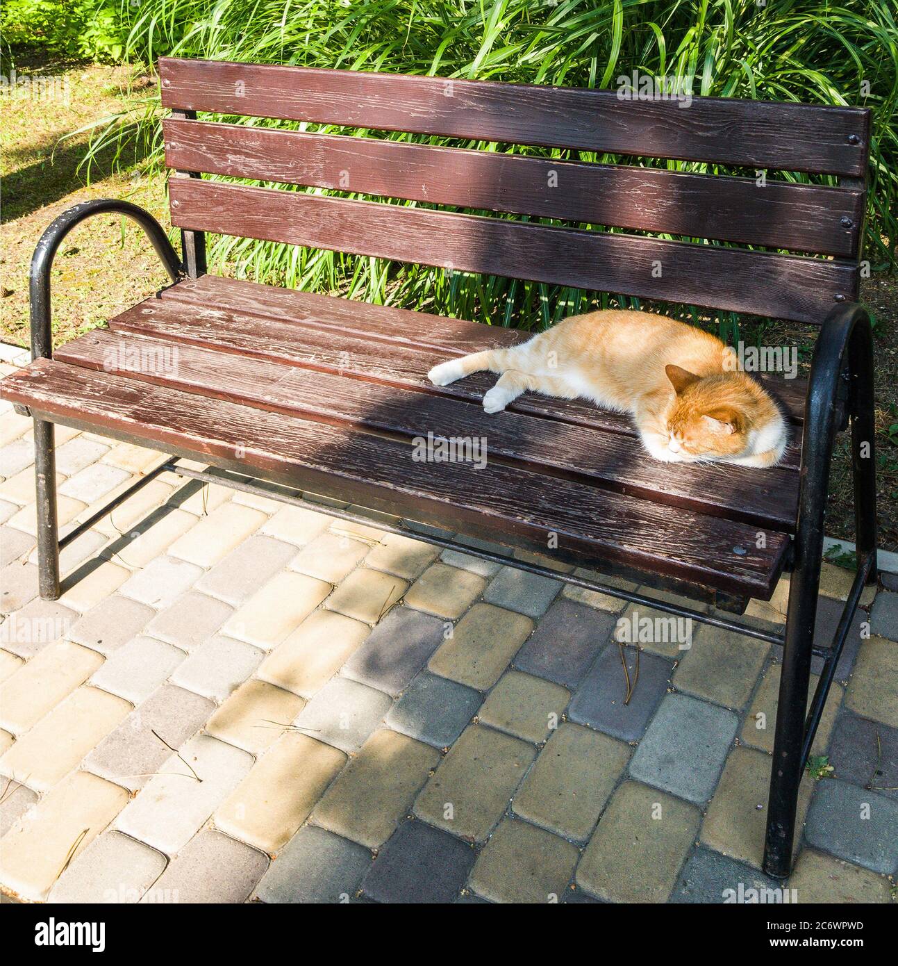 sleeping red cat on the park bench Stock Photo - Alamy