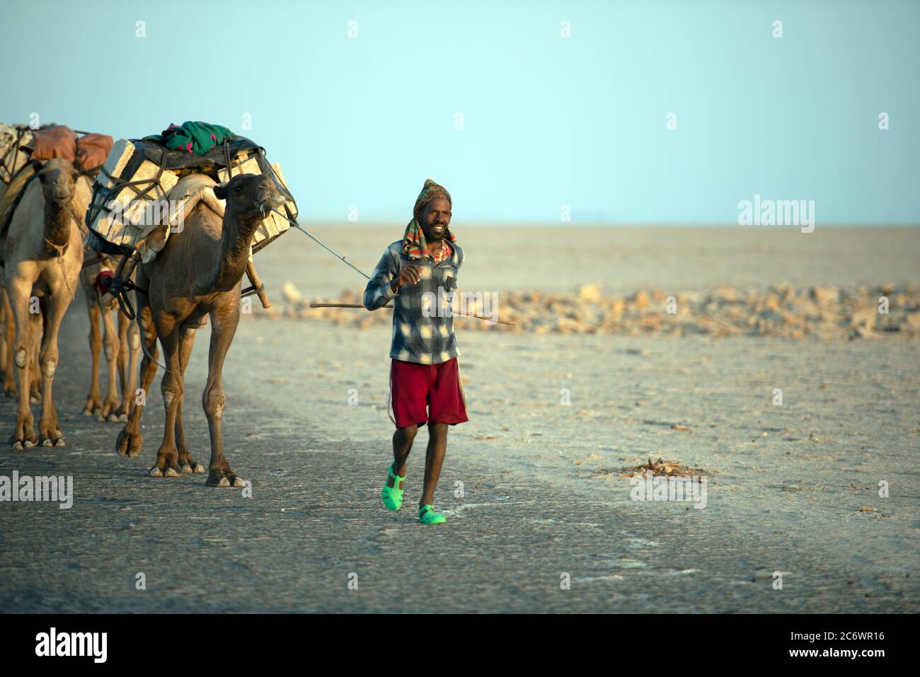An Afar camel caravan treks through the sunset carrying salt in the ...