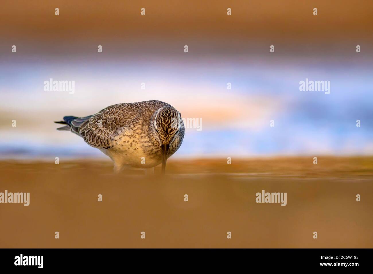 Cute water bird. Yellow nature background. Bird: Red Knot. Calidris ...