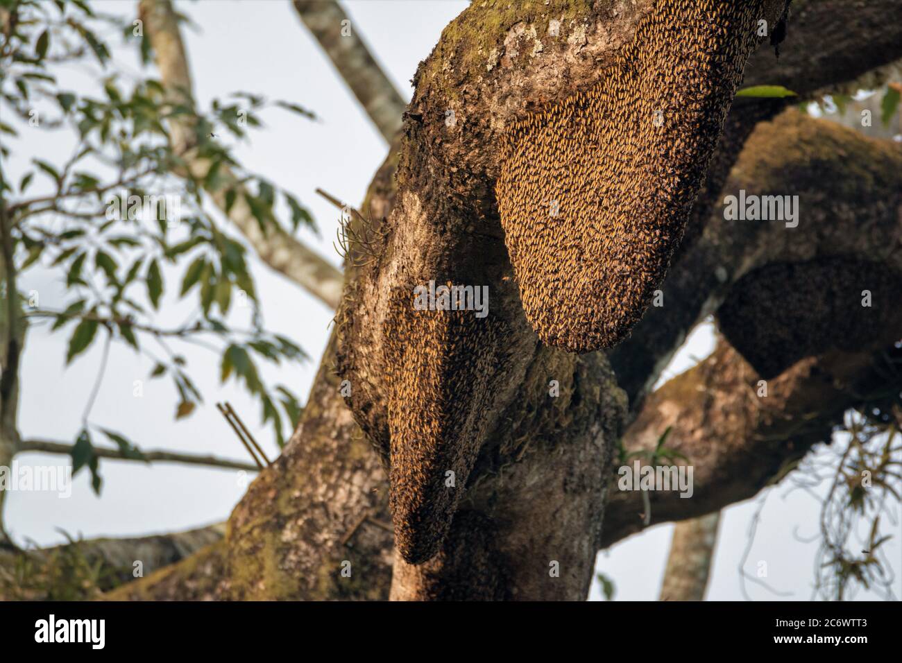 Wild honey bee hive hi-res stock photography and images - Alamy