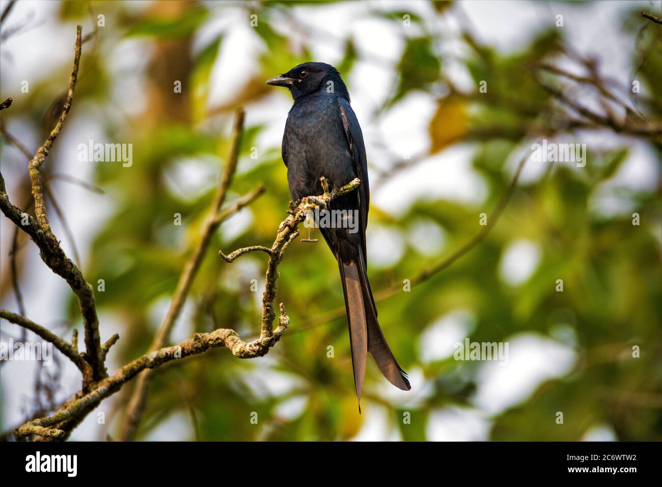 Black drongo bird sitting on tree branch Stock Photo - Alamy