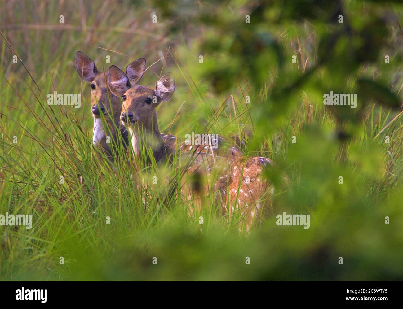 Buck behind tree hi-res stock photography and images - Alamy