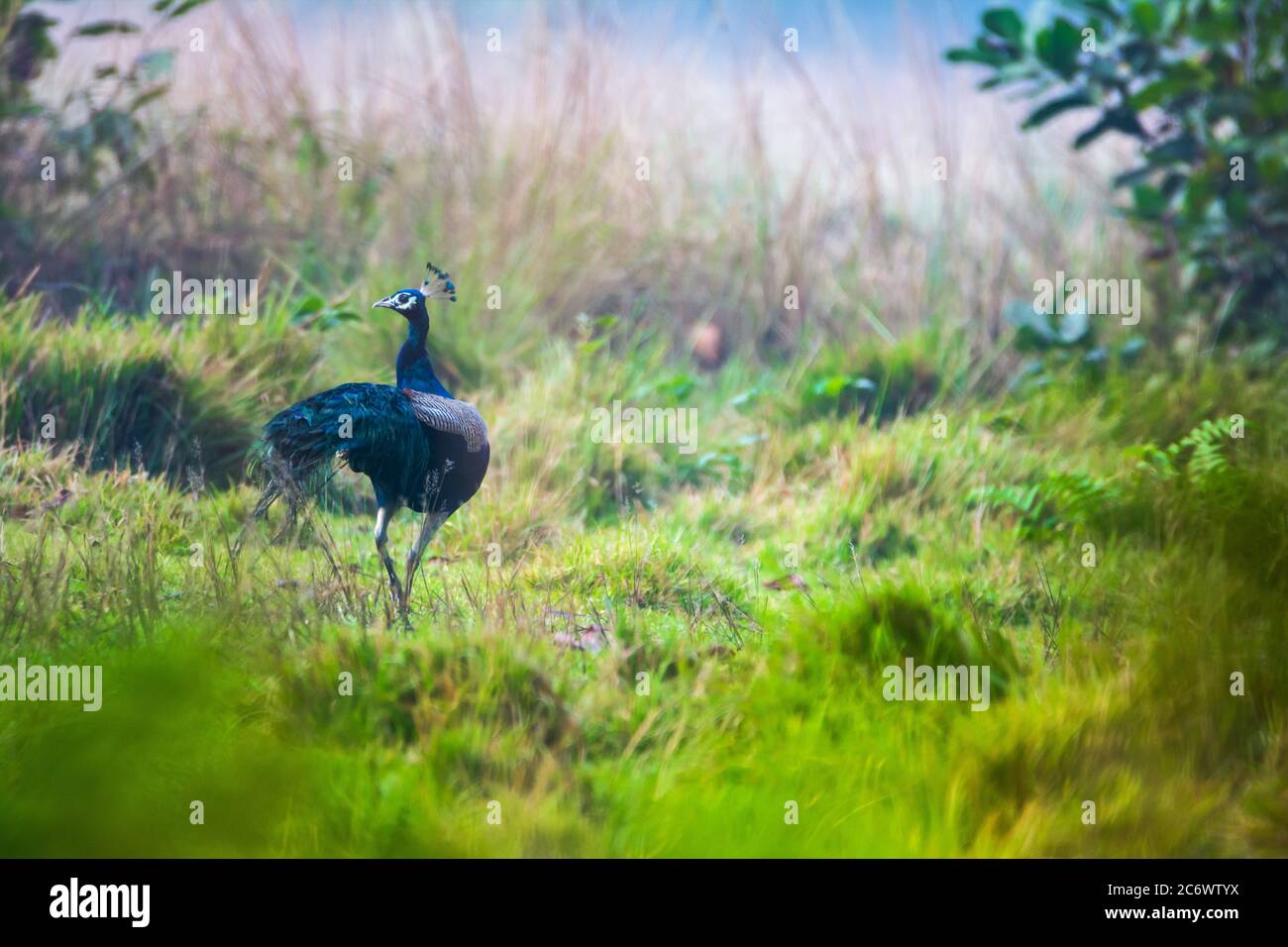 Beautiful peacock from back side Stock Photo - Alamy