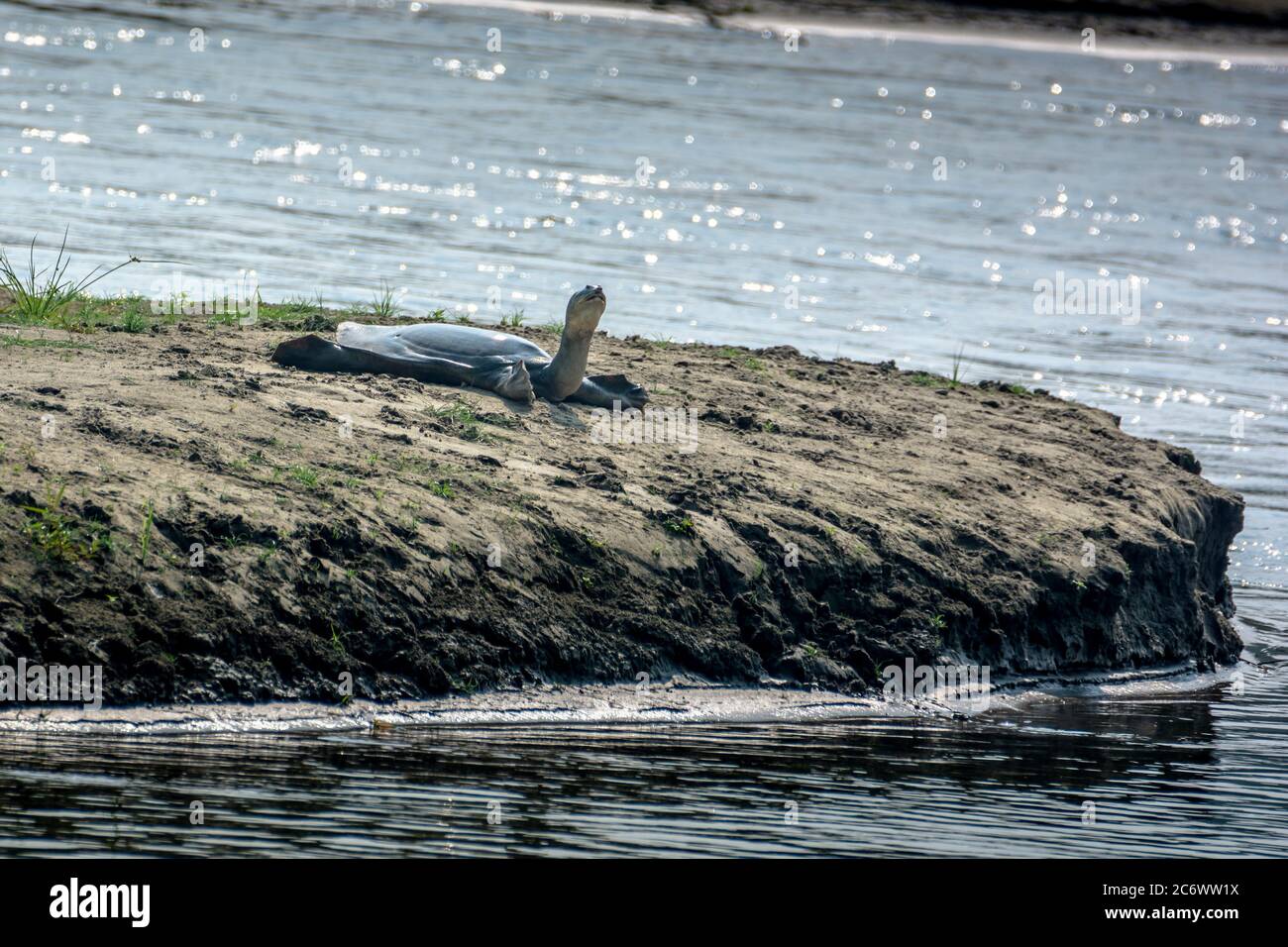 Taking sun bath hi-res stock photography and images - Alamy