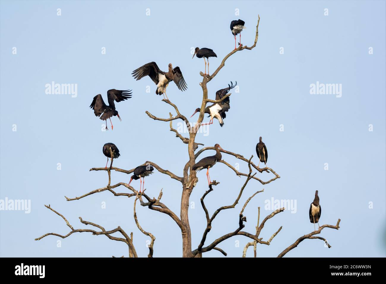 A group of Black Storks sitting on a dead tree branch Stock Photo - Alamy