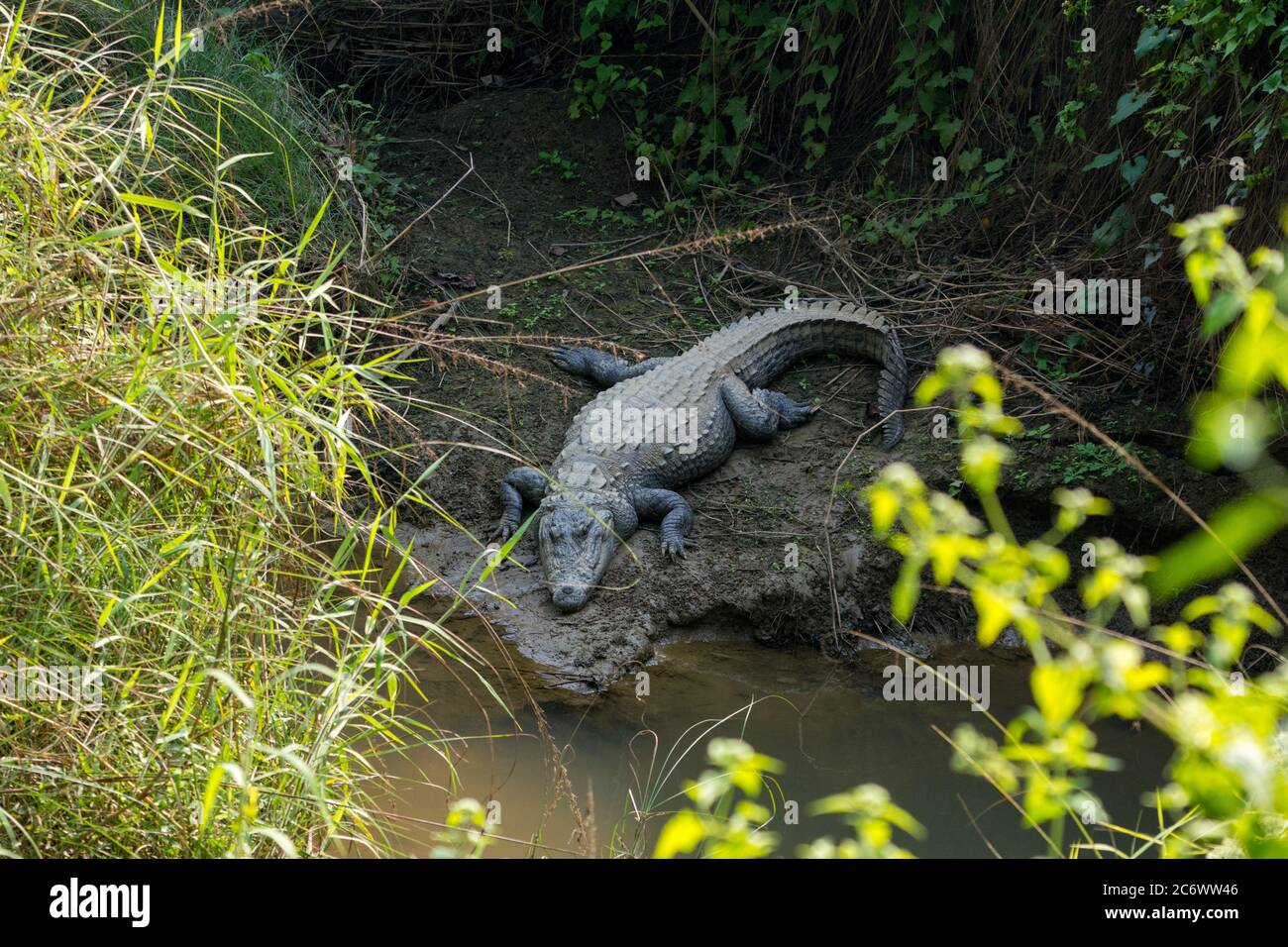 Big marsh hi-res stock photography and images - Alamy