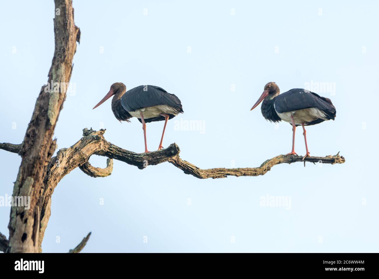 Two Black Storks sitting on a dead tree branch Stock Photo - Alamy