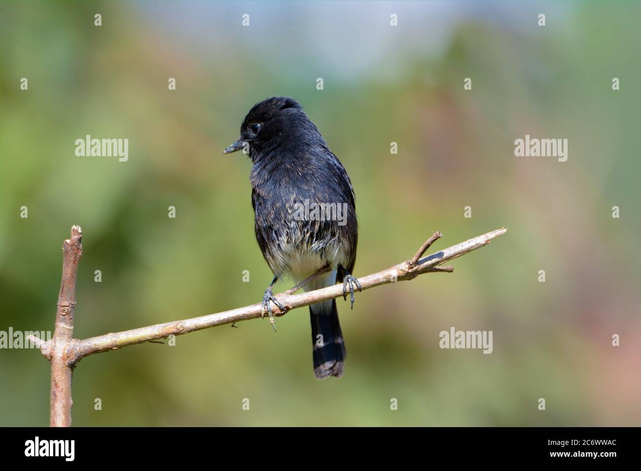 Black robin hi-res stock photography and images - Alamy