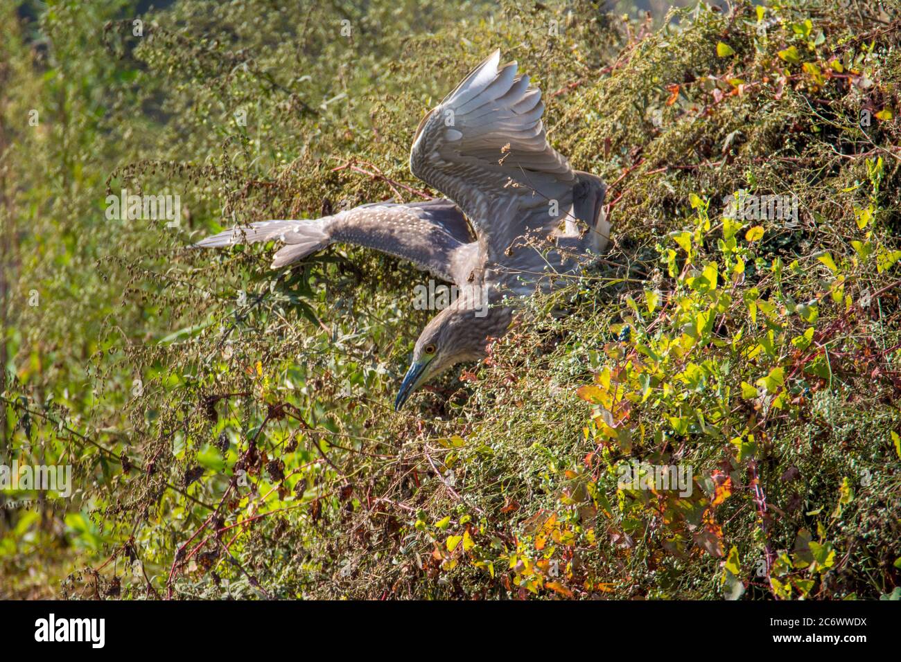 Indian pond heron on hi-res stock photography and images - Alamy