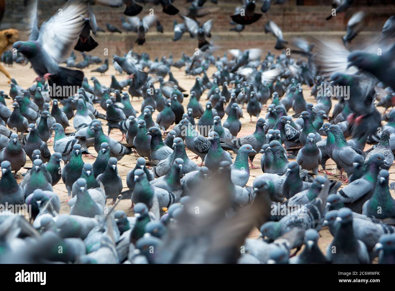 A group of pigeons in the park, detail Stock Photo - Alamy